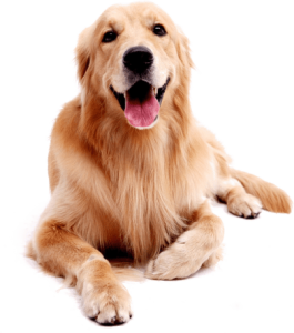 About Madison Veterinary Hospital | Madison Heights, MI Vet Since 1970