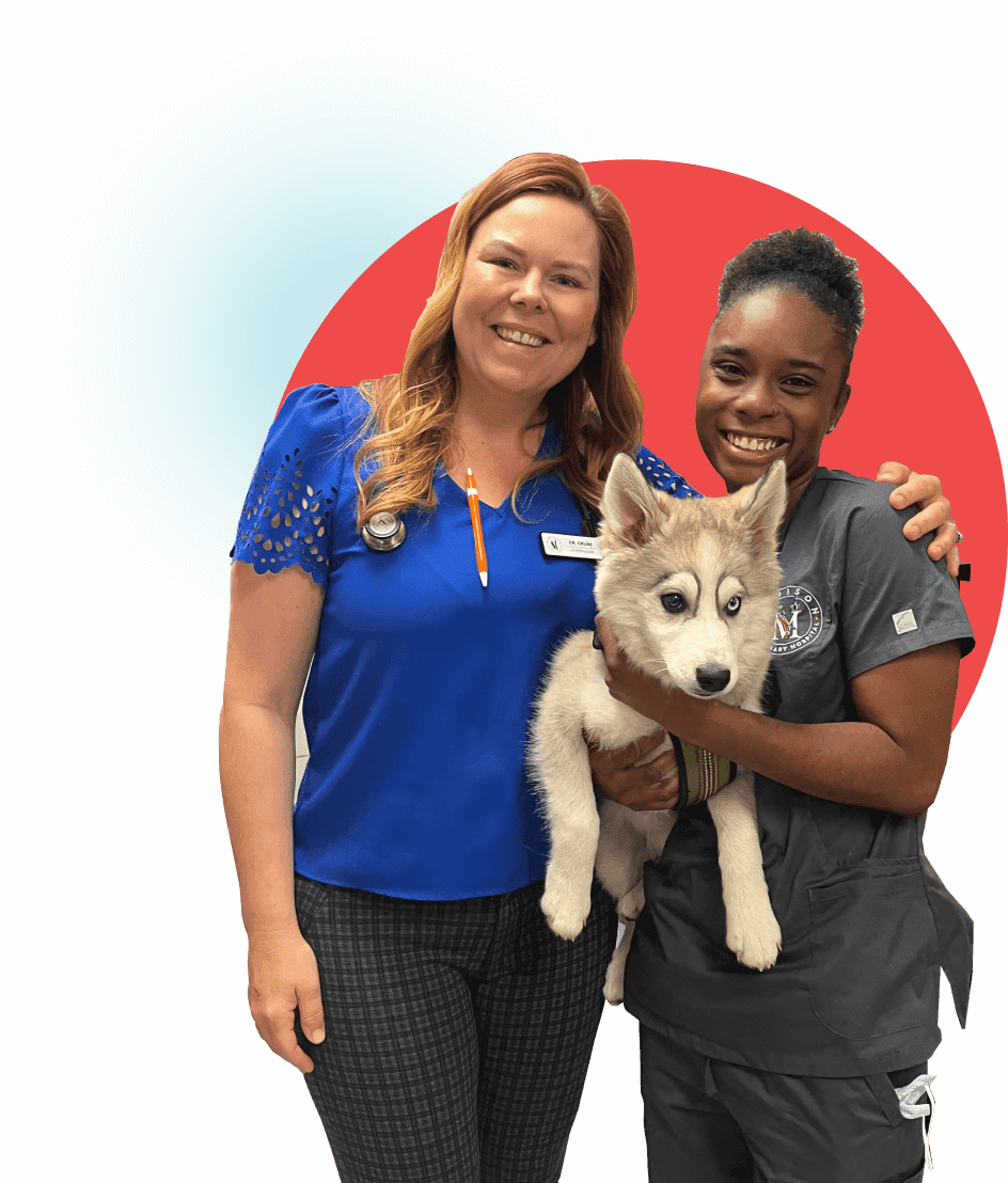 About Madison Veterinary Hospital | Madison Heights, MI Vet Since 1970