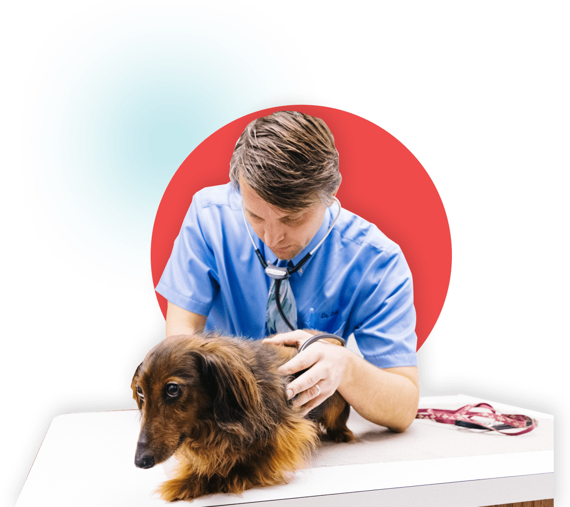Madison Veterinary Hospital | Your Trusted Team for Veterinary Care