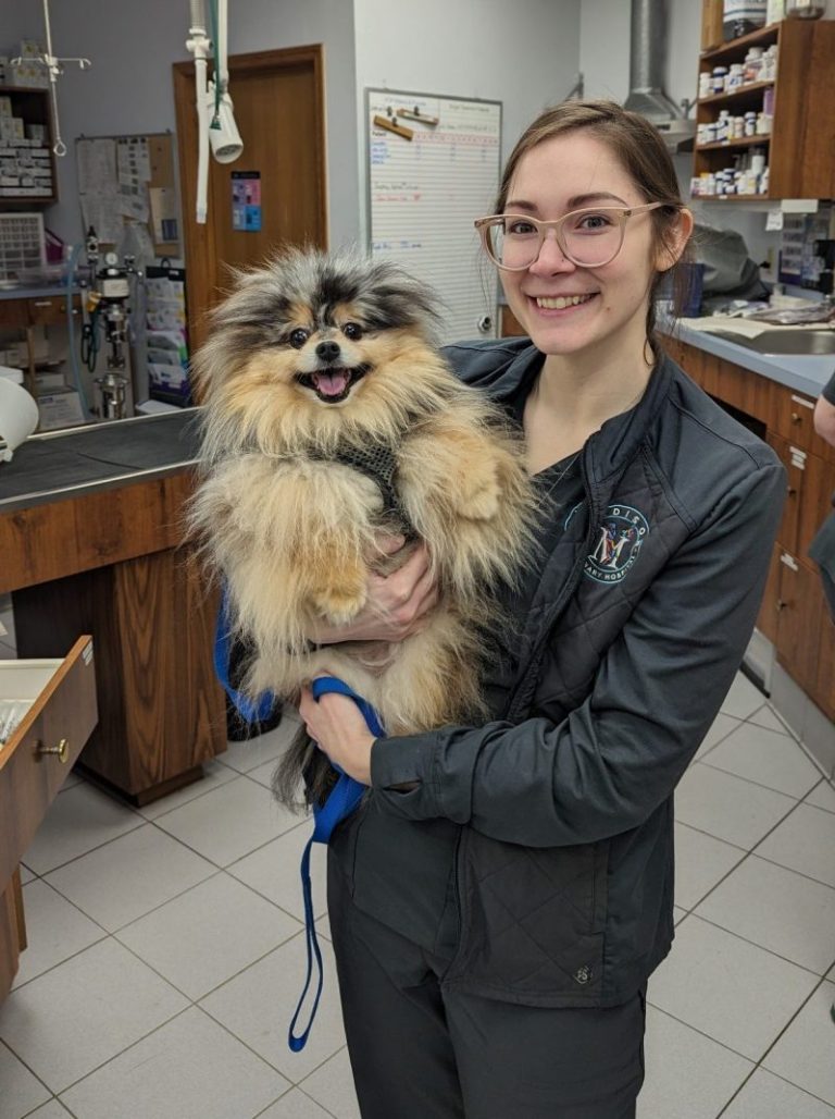 Join Our Team | Madison Veterinary Hospital